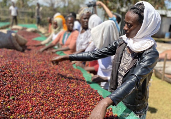 Willoughby's Coffee & Tea: Ethiopia 'Wush Wush' Natural Grade 1