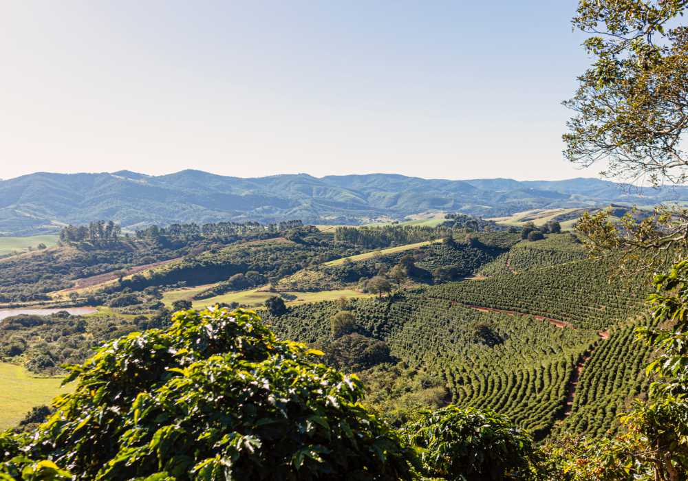 Willoughby's Coffee & Tea: Brazil Fazenda Santa Lucia Yellow Bourbon