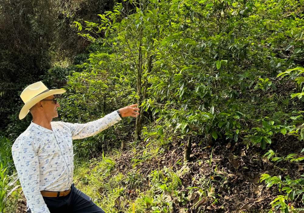 Willoughby's Coffee & Tea: Colombia La Fortuna Maximiliano Vargas