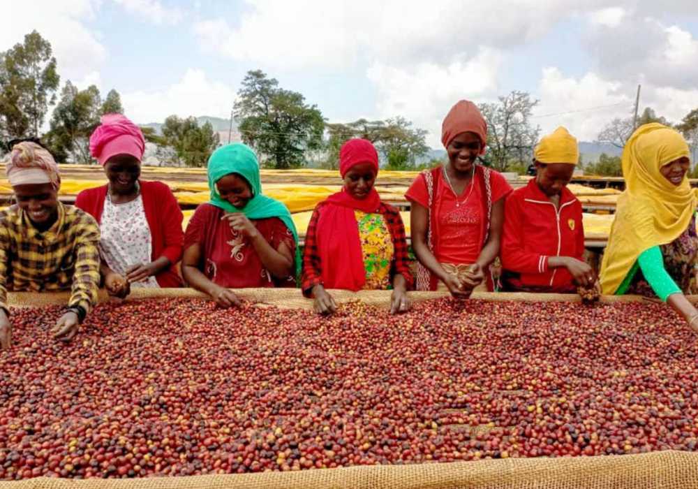 Willoughby's Coffee & Tea: Ethiopia Guji Grade 1