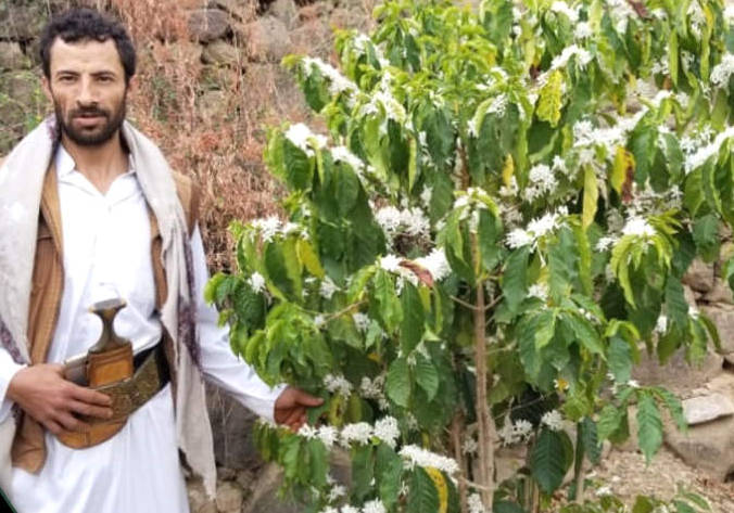 Willoughby's Coffee & Tea: Yemen Mustafa Ali Hasan Single Farm Lot