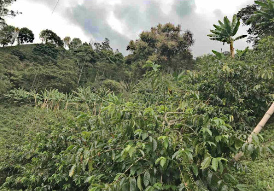 Willoughby's Coffee & Tea: Colombia La Pradera Typica Natural
