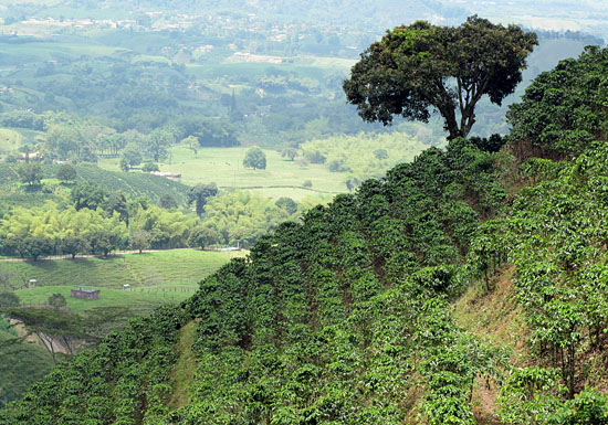 Willoughby's Coffee & Tea: Colombia Supremo French Roast