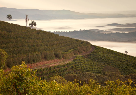 Brazil Fazenda Santa Ines Natural Red Bourbon