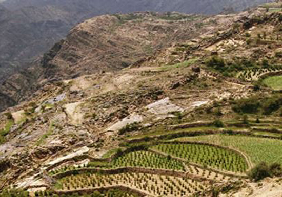 Willoughby's Coffee & Tea: Yemen Rajeh Husein Single Farm Nanolot